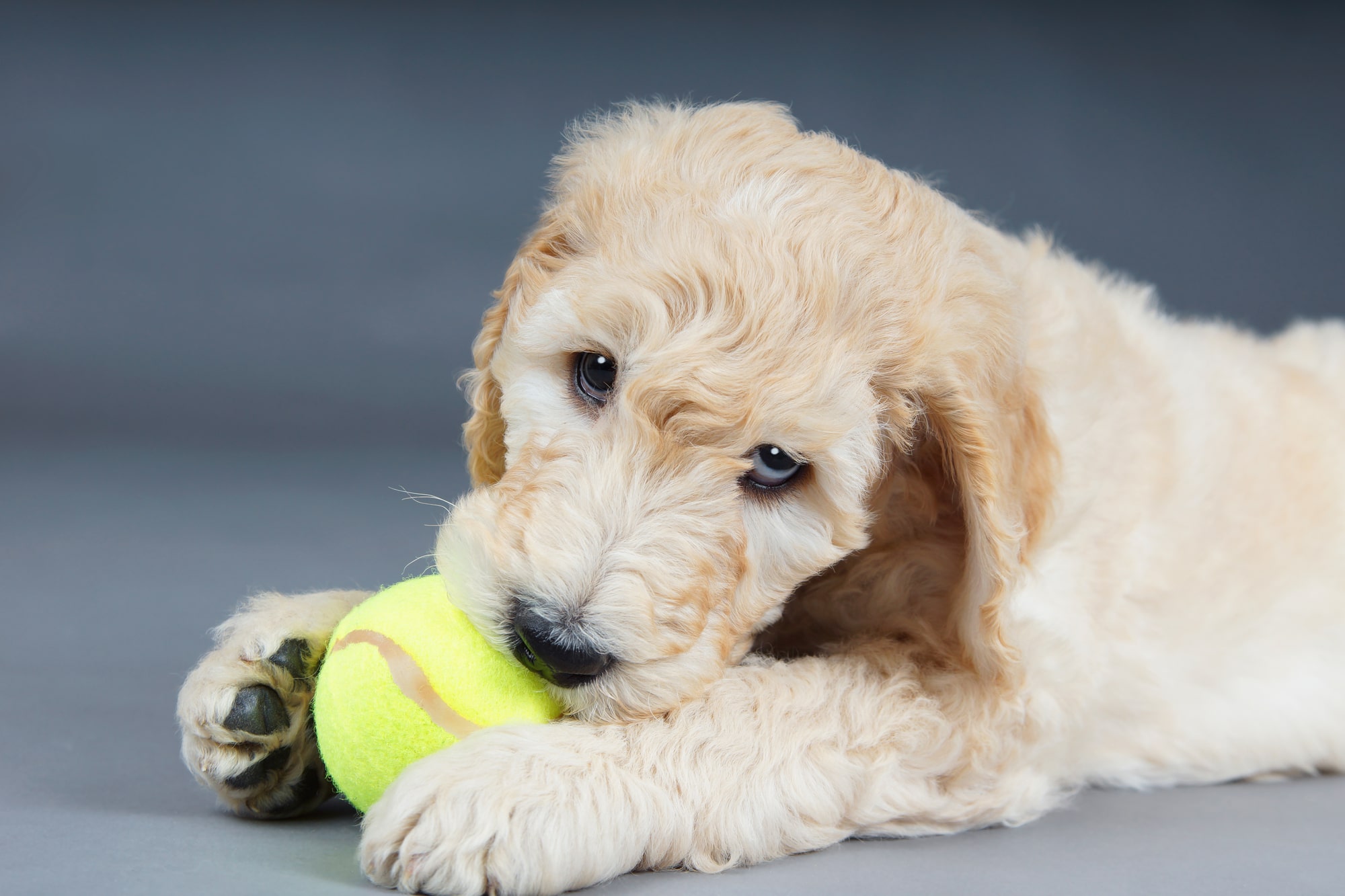 Goldendoodle Daily Schedule and Training Session Plan by Age - Much Ado ...
