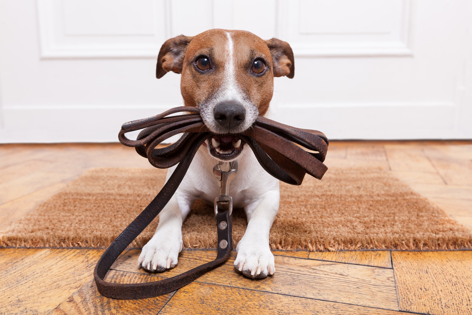 Tips for Properly Disciplining Your Puppy - Much Ado About Doodles