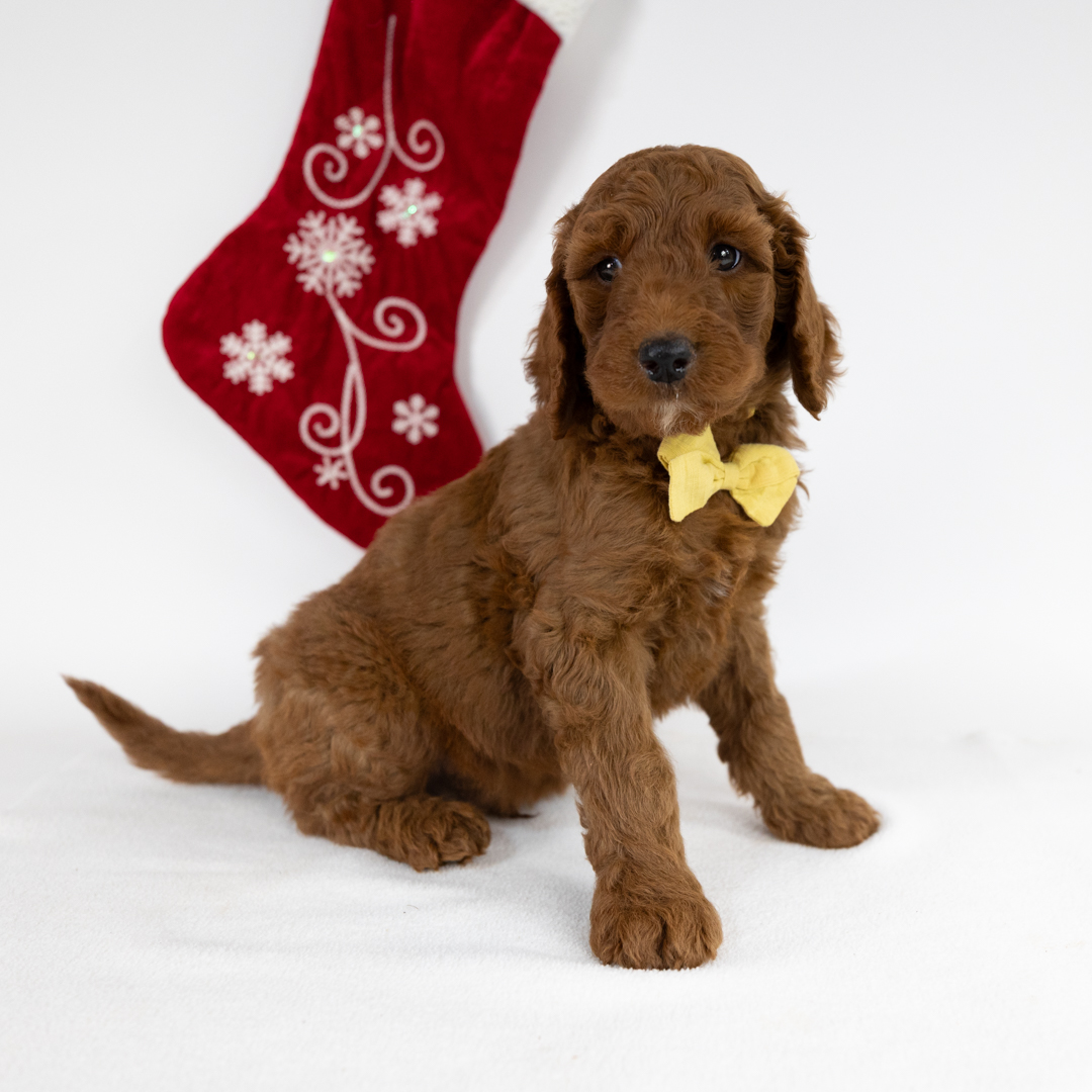 Puppy Training Program Add-On – Pride & Prejudoodles