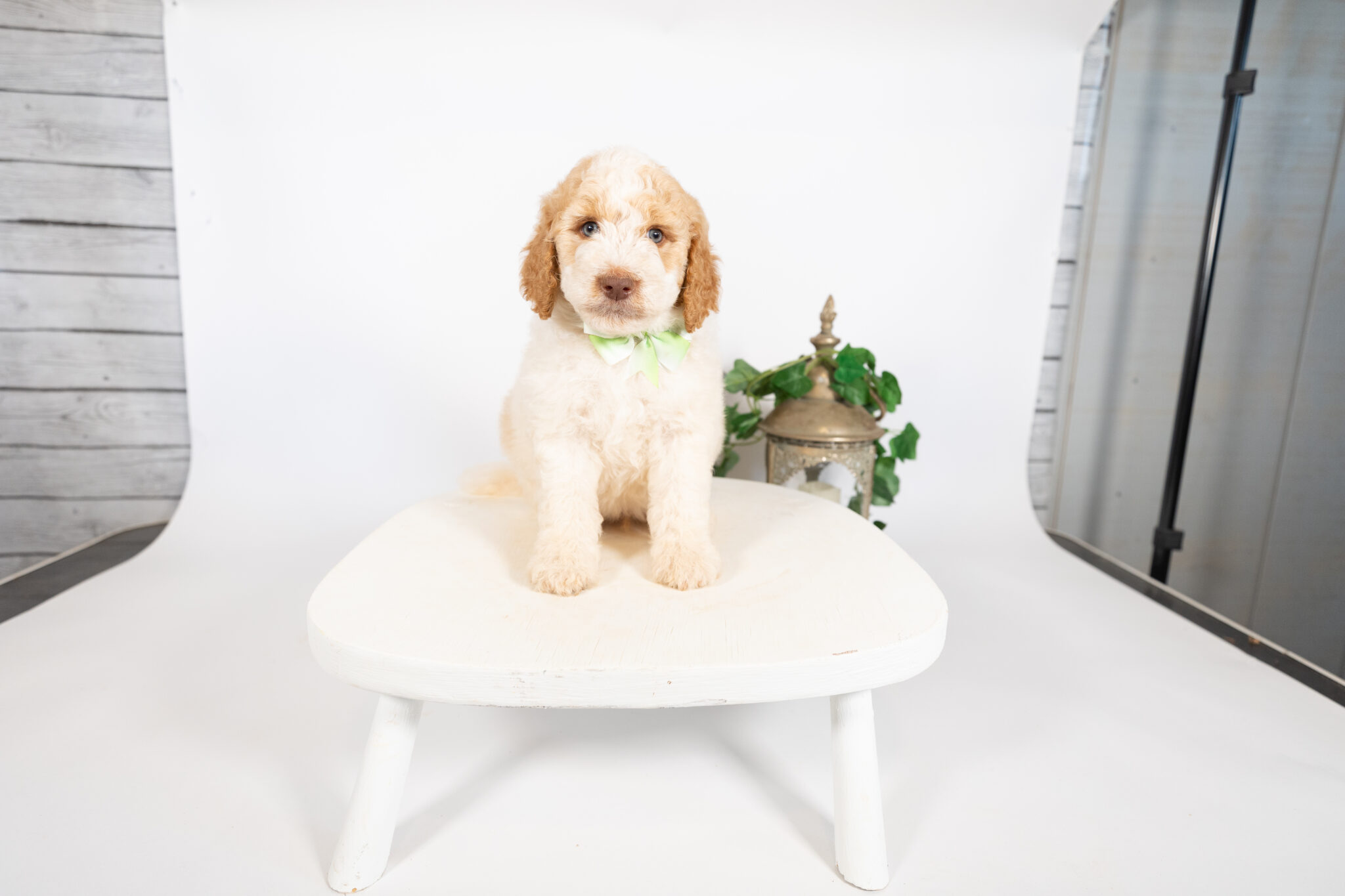 Puppy Training Program Add-On – Pride & Prejudoodles