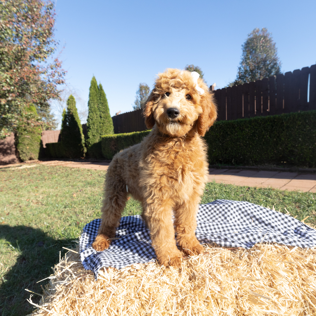 Goldendoodle Generations: What You Need to Know Before You Fall in Love ...