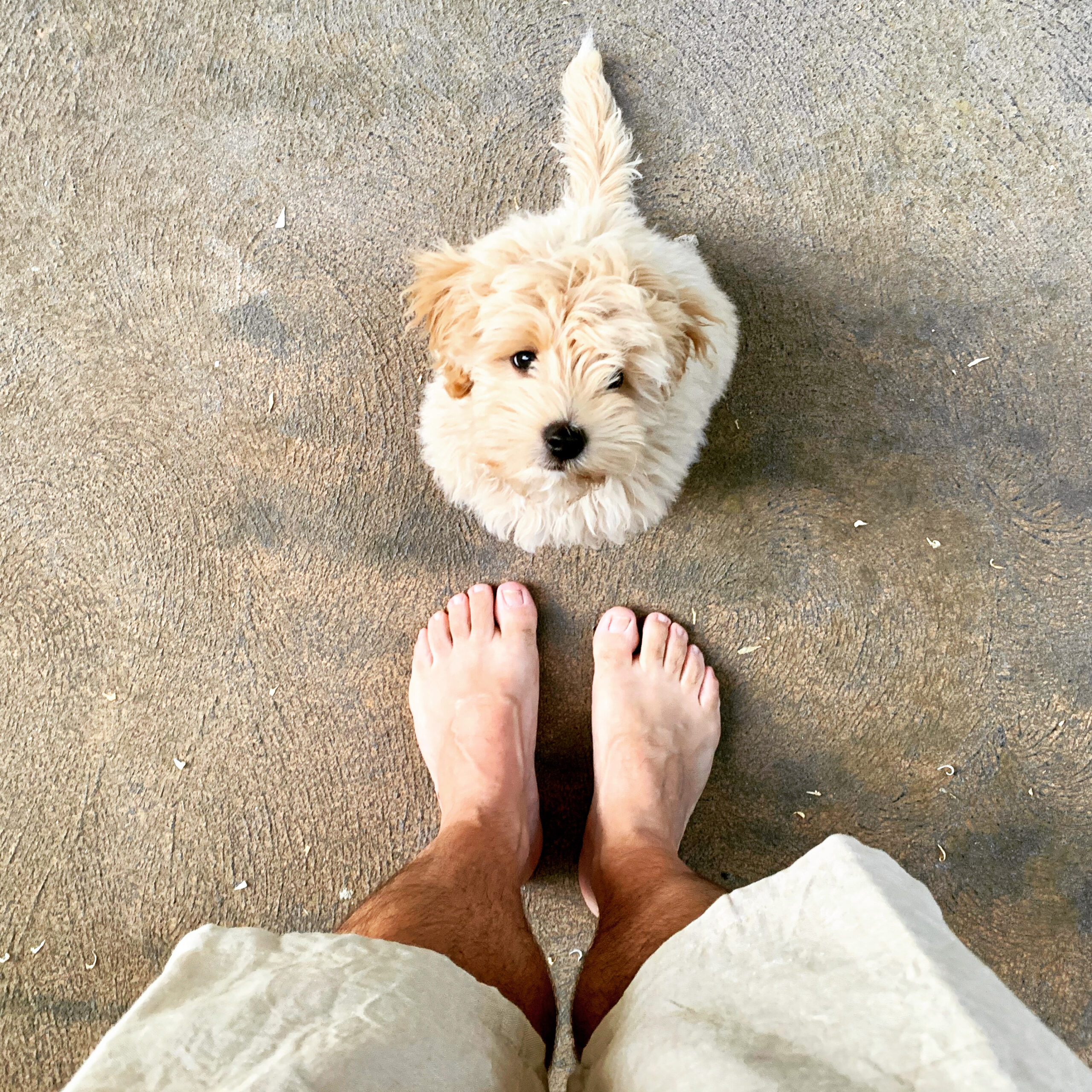 How To Choose A Breeder - Your Pre-Pup-Purchase Checklist - Much Ado ...