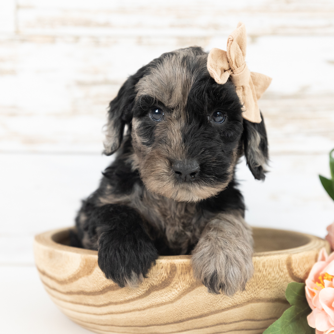 Learn About P&P's Best Friend Finder & How They Match You With Your ...
