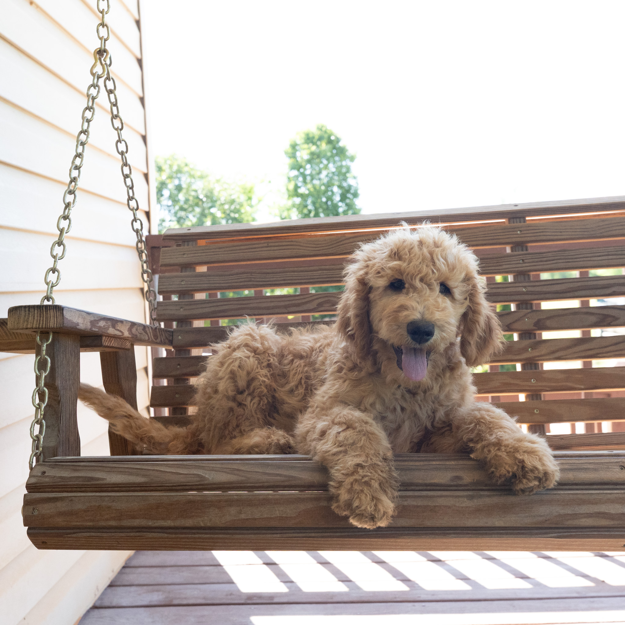 10 Questions To Ask Before You Commit to a Doodle - Much Ado About Doodles