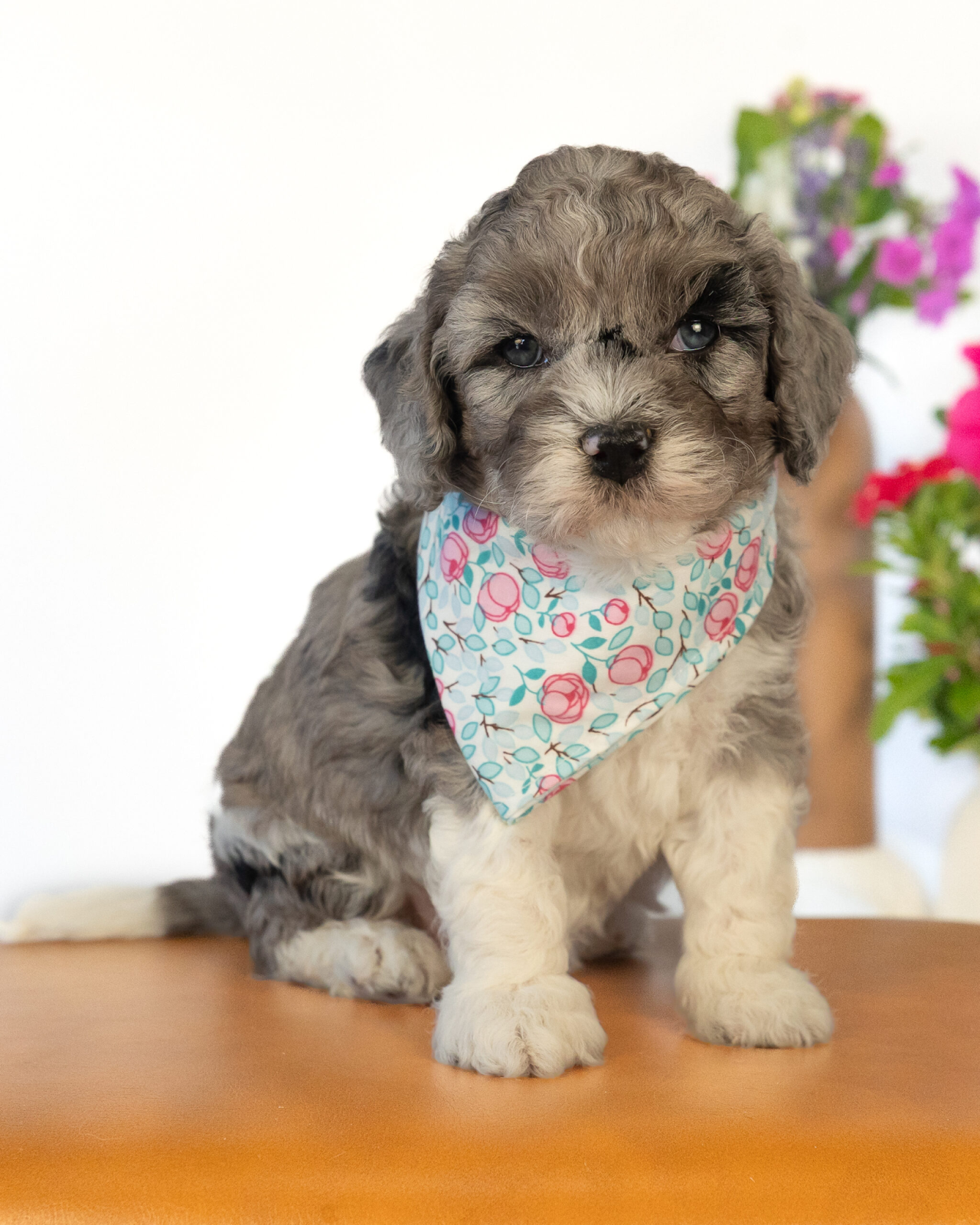 Merle Poodles and the Merle Gene: What You Need to Know About Genetics ...