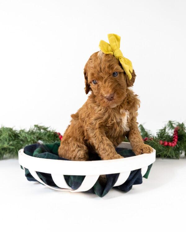Milly - Much Ado About Doodles