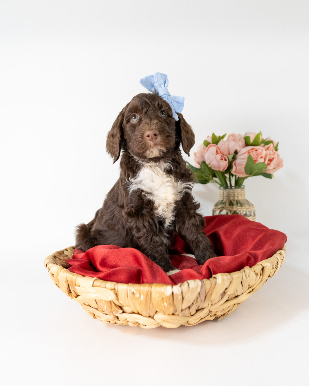 Upcoming Litters - Much Ado About Doodles