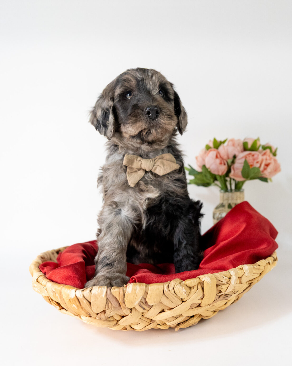 Upcoming Litters - Much Ado About Doodles