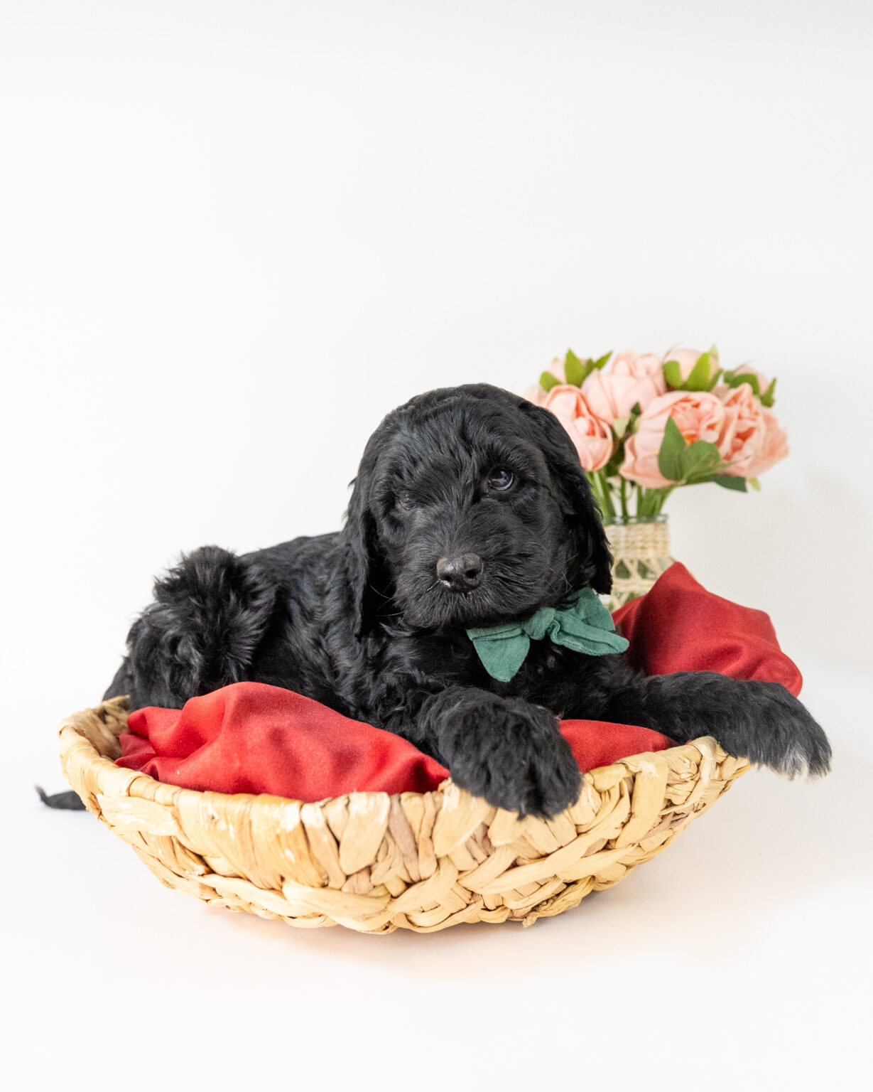 Upcoming Litters - Much Ado About Doodles
