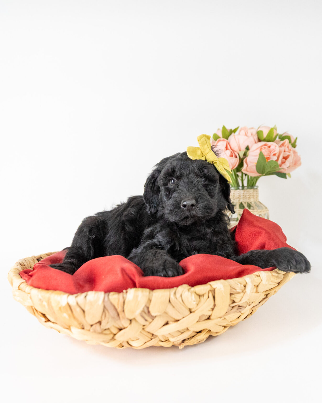 Upcoming Litters - Much Ado About Doodles