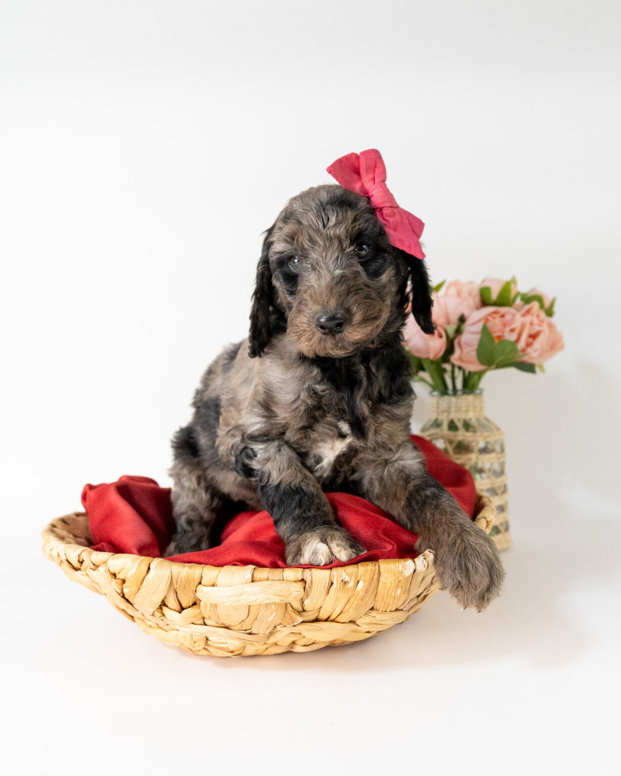 Upcoming Litters - Much Ado About Doodles